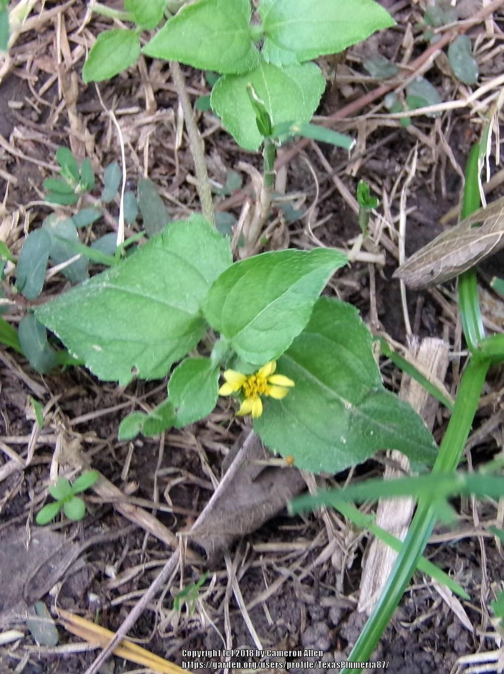 Horseherb (Calyptocarpus vialis) - Garden.org