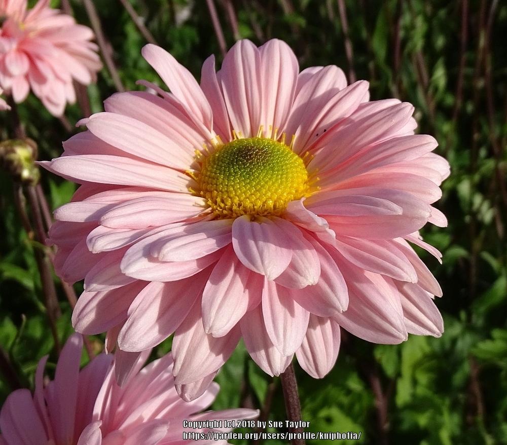 Photo of the bloom of Spray Mum (Chrysanthemum 'Edina') posted by ...