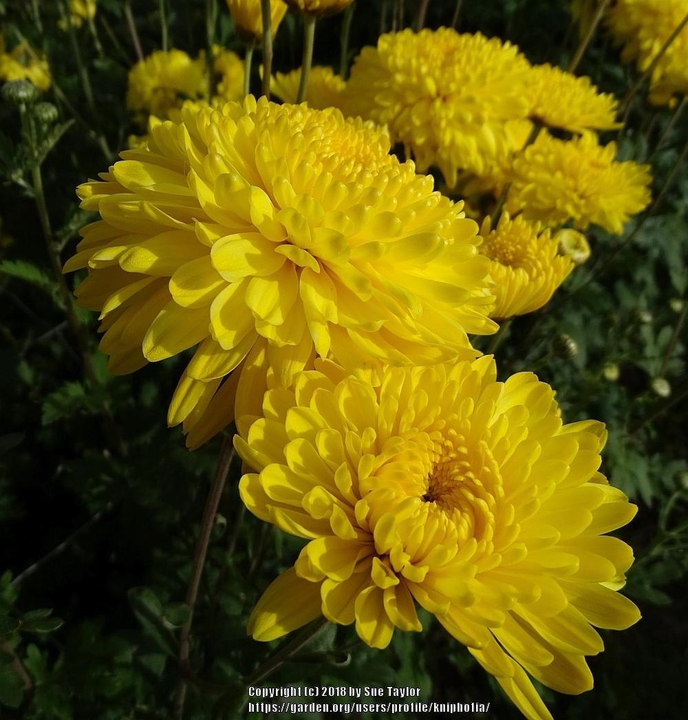 Early-Flowering Reflexed Spray Chrysanthemum (Chrysanthemum 'Myss ...