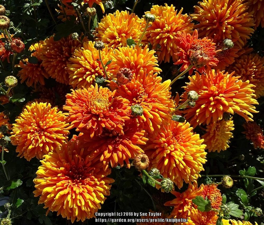 Spray Mum (Chrysanthemum 'Chatsworth') - Garden.org