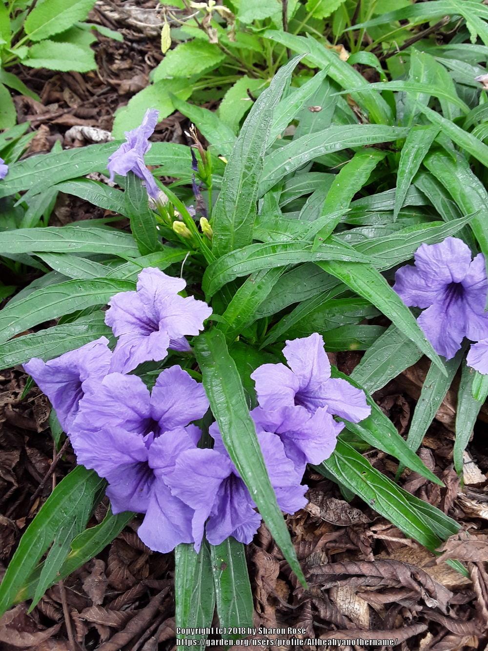 Photo of the entire plant of Mexican Petunia (Ruellia simplex 'Katie ...