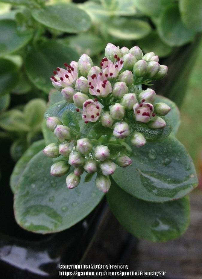 Sedums: Plant Care and Collection of Varieties - Garden.org