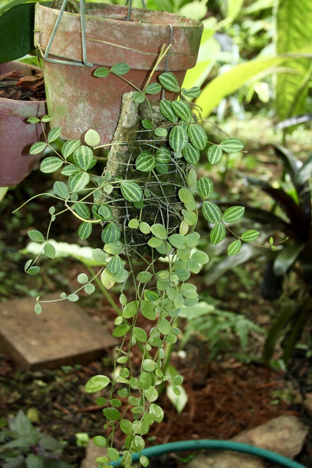 Dischidia ovata - Garden.org
