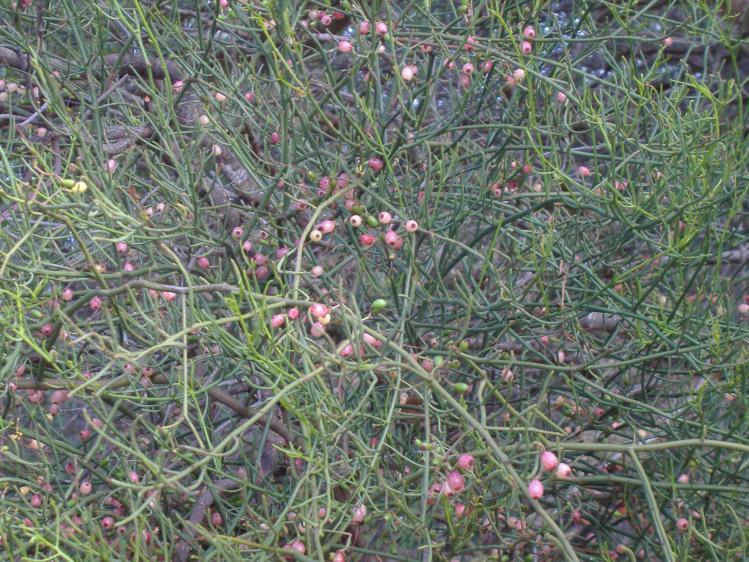 Photo of the entire plant of Wire-Leaf Mistletoe (Amyema preissii ...