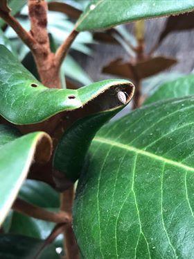 Identify insects found on magnolia tree in the Insect and Bug ID forum ...