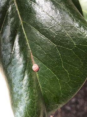 Identify insects found on magnolia tree in the Insect and Bug ID forum ...