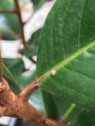 Identify insects found on magnolia tree in the Insect and Bug ID forum ...