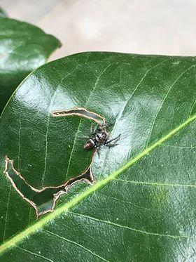 Identify insects found on magnolia tree in the Insect and Bug ID forum ...