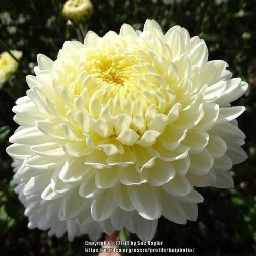 Spray Mum (Chrysanthemum 'Pennine Swan') - Garden.org