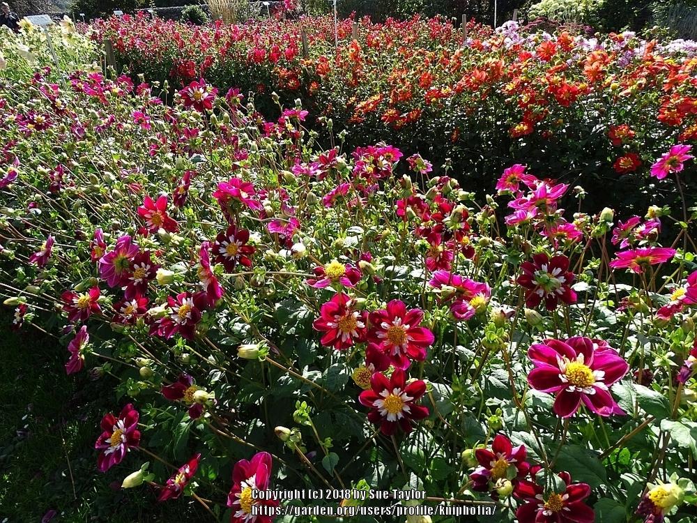Spray Mum 'Edina' in Photo of Spray Mum (Chrysanthemum 'Edina ...