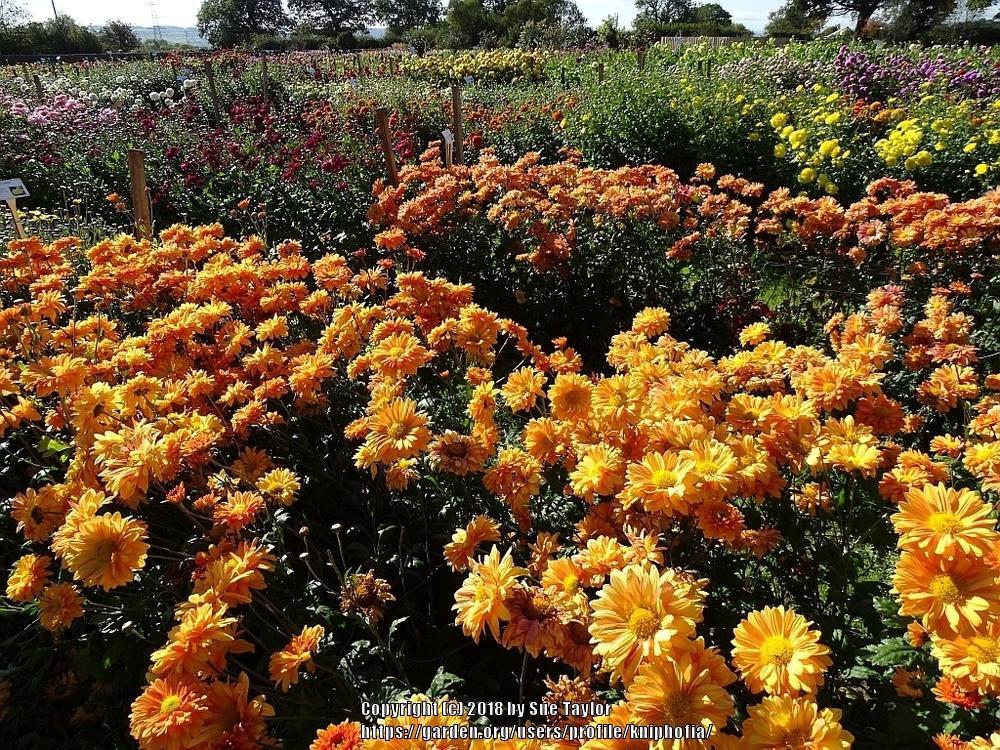 Spray Mum 'Edina' in Photo of Spray Mum (Chrysanthemum 'Edina ...