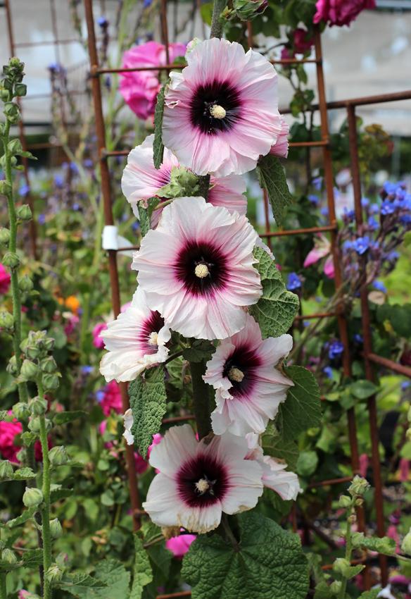 Hollyhock (Alcea rosea 'Halo Candy') - Garden.org