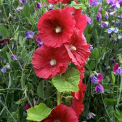 Hollyhock (Alcea 'Mars Magic') - Garden.org