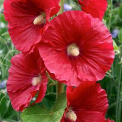 Hollyhock (Alcea 'Mars Magic') - Garden.org