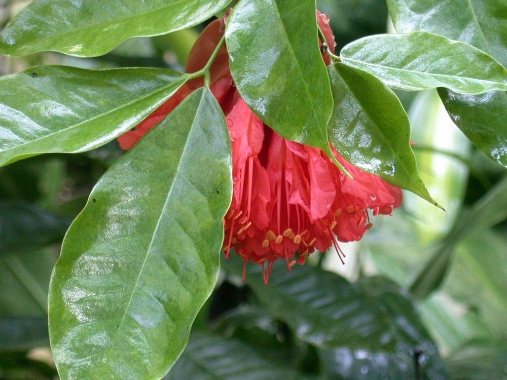Rose of Venezuela (Brownea coccinea subsp. capitella) - Garden.org