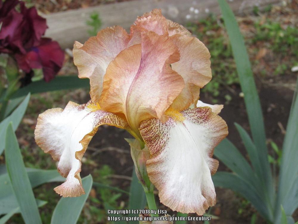 Tall Bearded Iris (Iris 'Heather Hawk') in the Irises Database - Garden.org