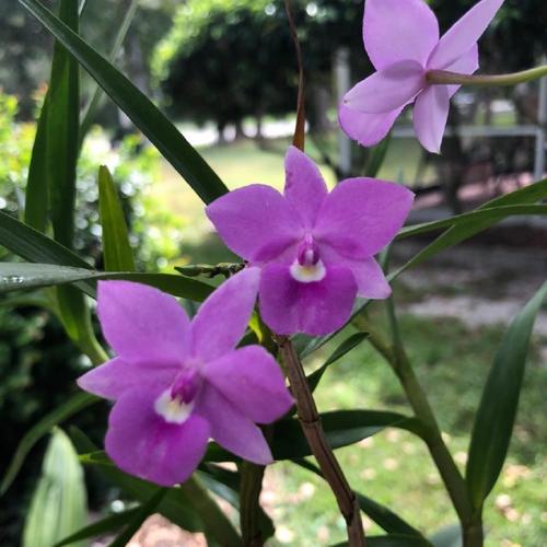 Orchid (Dimerandra stenopetala) - Garden.org