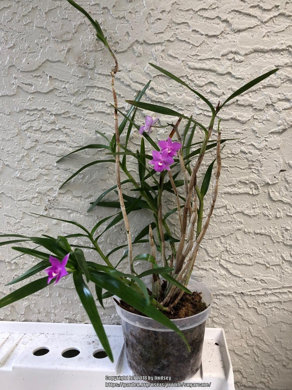 Photo of the entire plant of Orchid (Dimerandra stenopetala) posted by ...