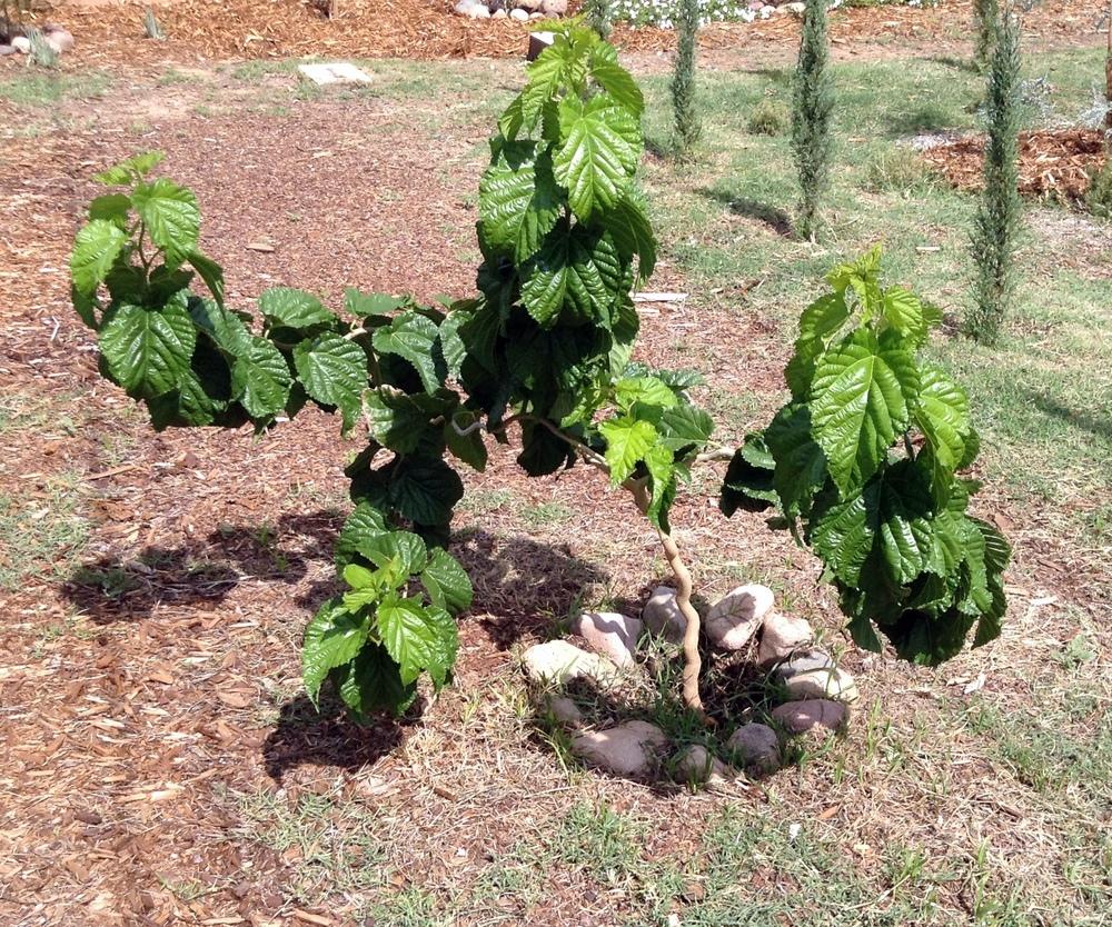 Contorted Mulberry (Morus alba 'Unryu') - Garden.org