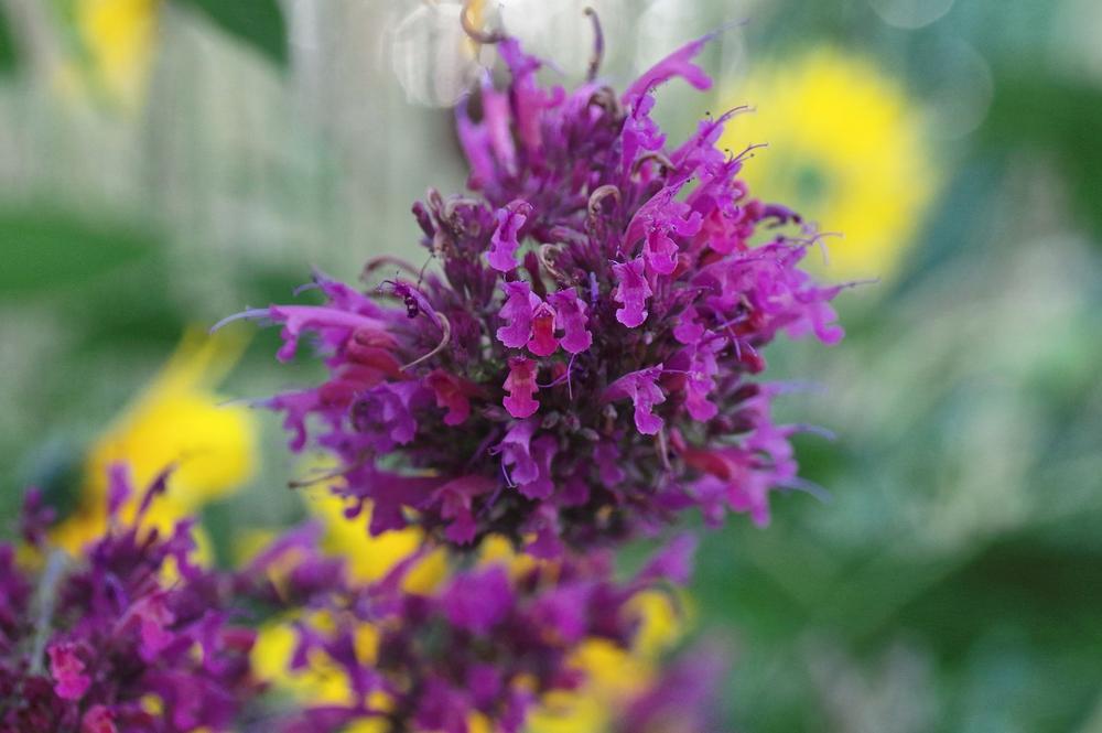 Hybrid Hummingbird Mint (Agastache 'Fall Fiesta') in the Anise Hyssops ...