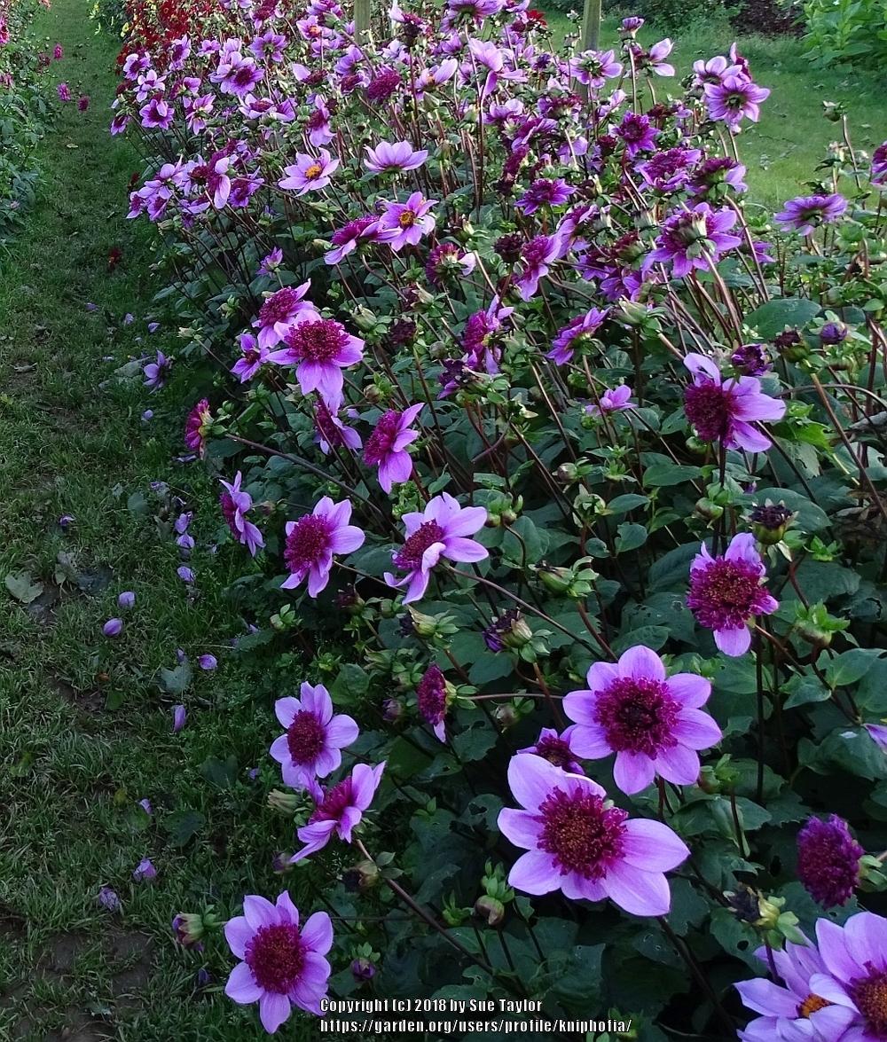 Dahlia 'Blue Bayou' in the Dahlias Database - Garden.org