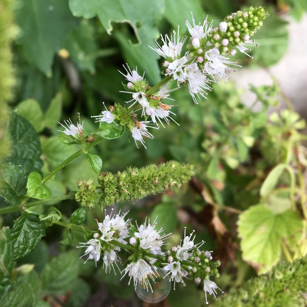 Spearmint (Mentha spicata 'The Best') in the Mints Database - Garden.org