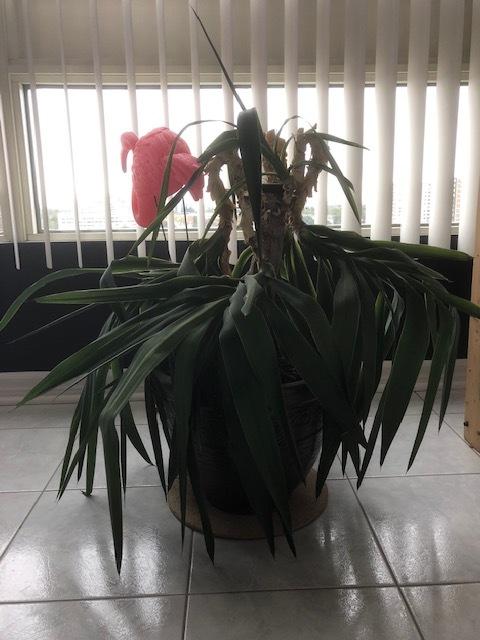 Drooping Palm Tree in the Ask a Question forum - Garden.org