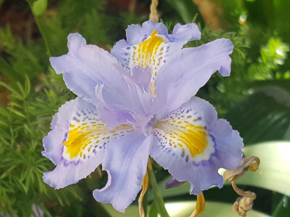 Species Iris (Iris wattii) in the Irises Database - Garden.org