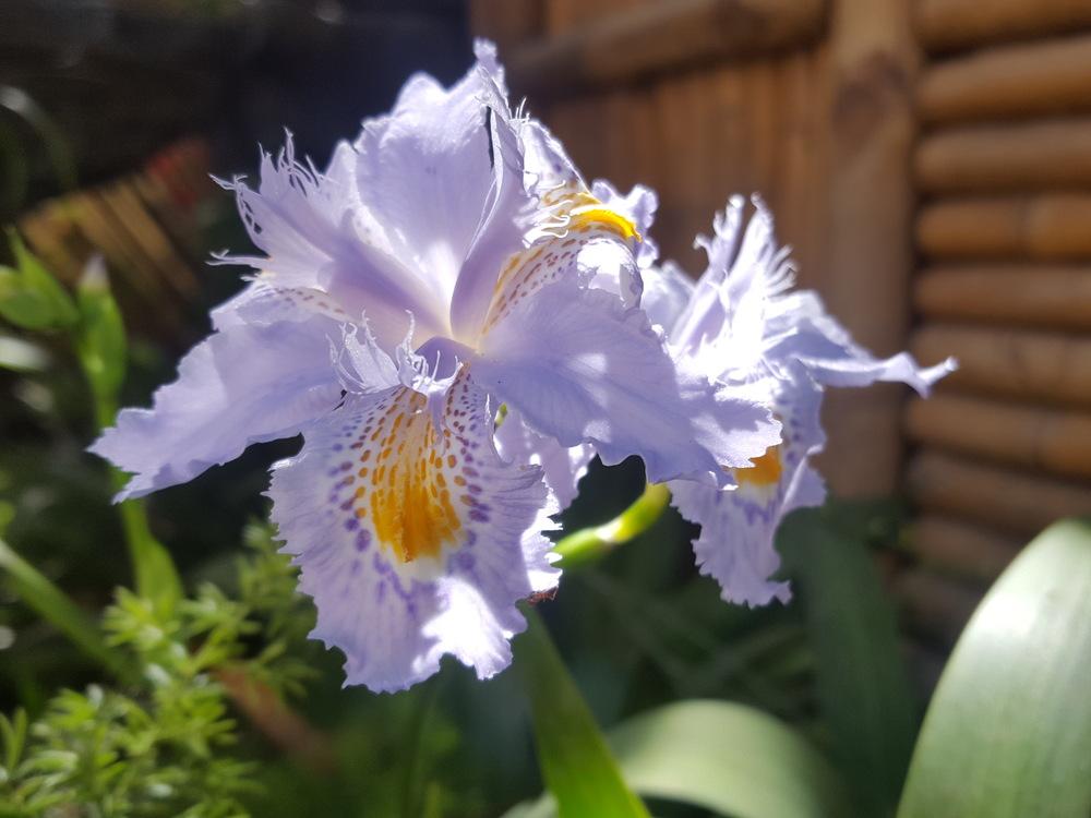 Photo of the bloom of Species Iris (Iris wattii) posted by Tsuboniwa ...