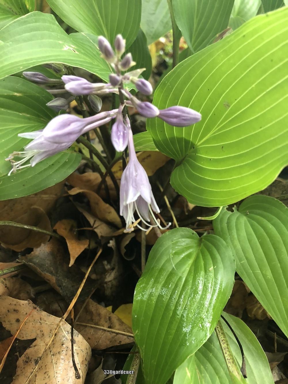 Hosta 'Red October' in the Hostas Database - Garden.org