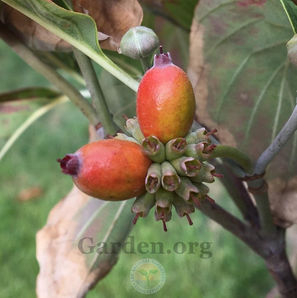Eastern Dogwood (Cornus florida 'Cherokee Princess') in the Dogwoods ...