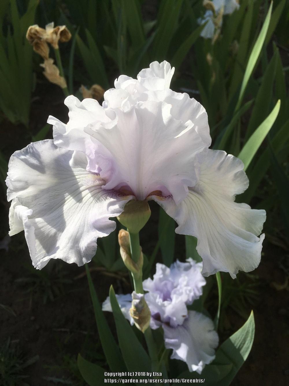 Tall Bearded Iris (Iris 'Morning Thunder') in the Irises Database ...