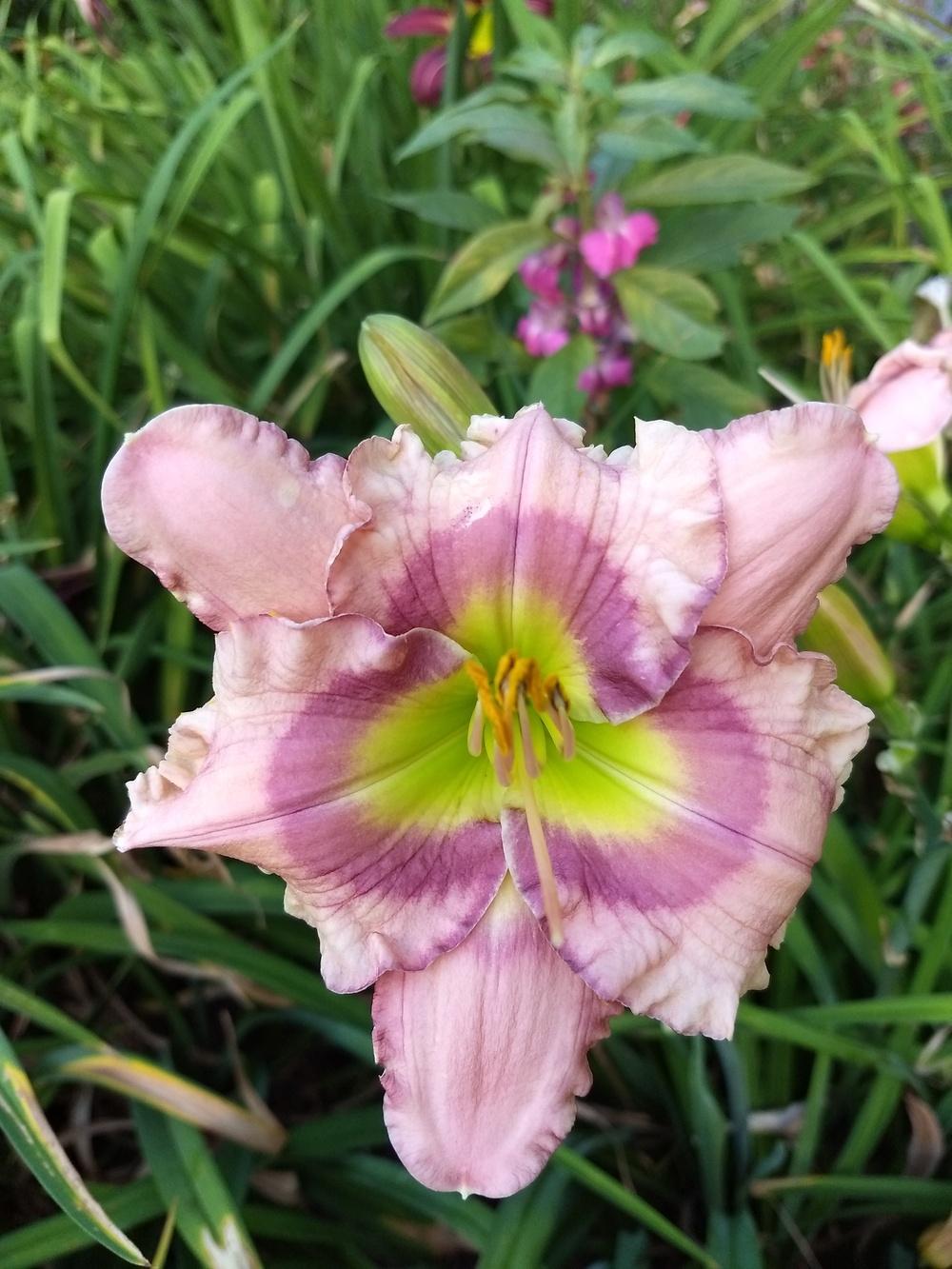 Daylily (Hemerocallis 'Carolina June Bug') in the Daylilies Database ...