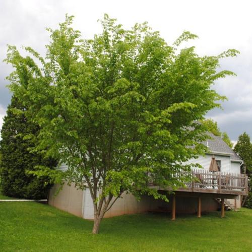 American Elm (Ulmus americana 'American Liberty') - Garden.org