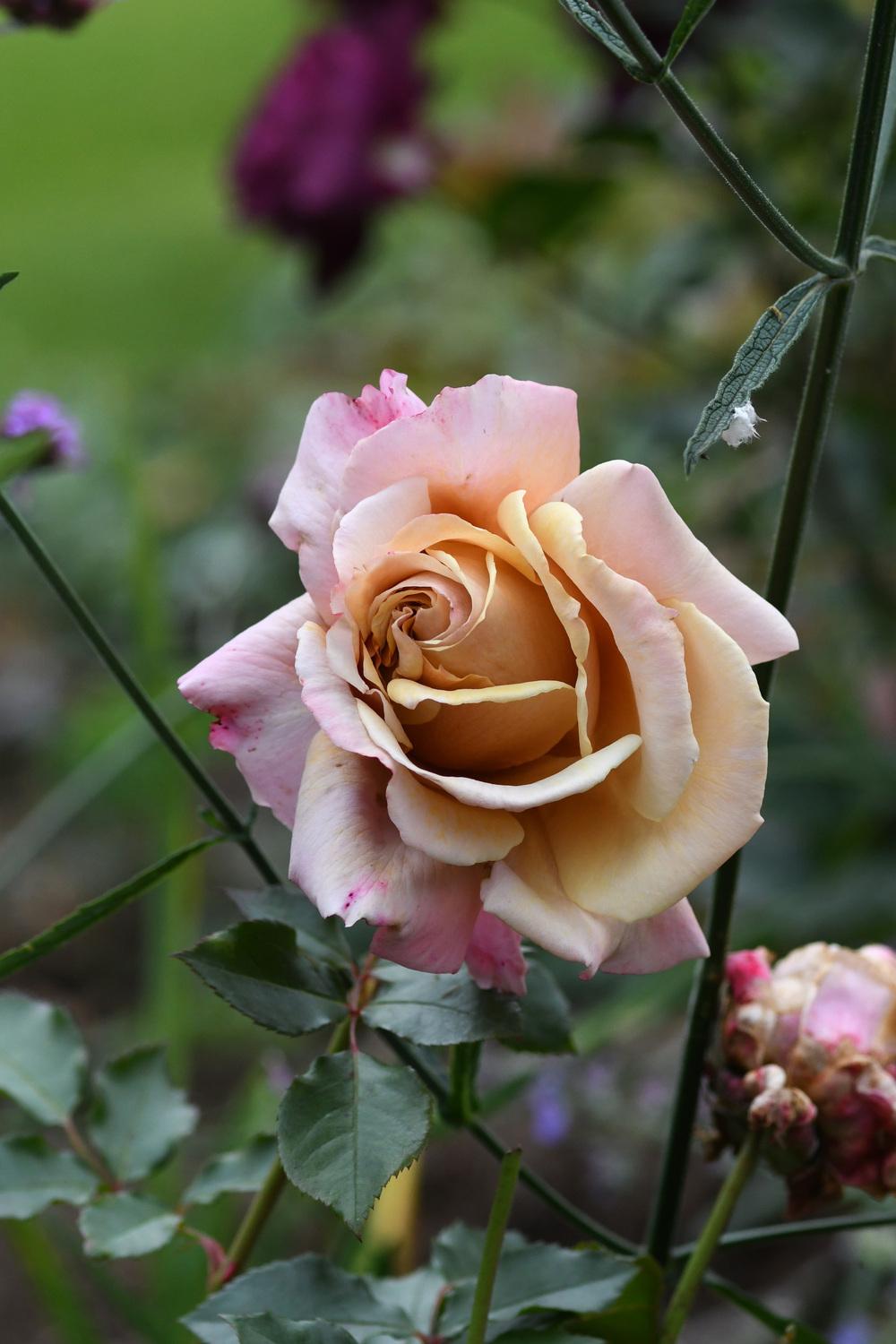 Rose (Rosa 'Magic Moment') in the Roses Database - Garden.org