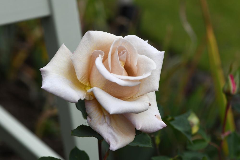 Rose (Rosa 'Cafe au Lait') in the Roses Database - Garden.org