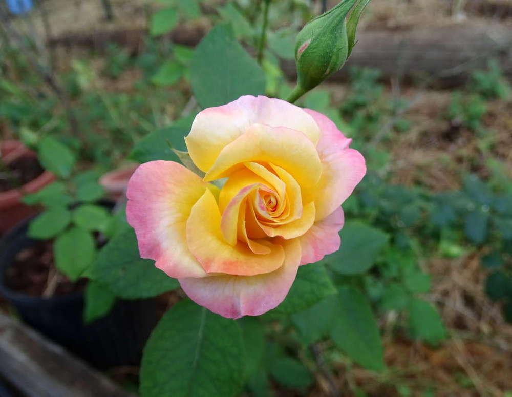 Rose (Rosa 'Gail') in the Roses Database - Garden.org