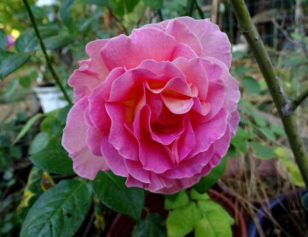 Rose (Rosa 'Pink Paradise') in the Roses Database - Garden.org