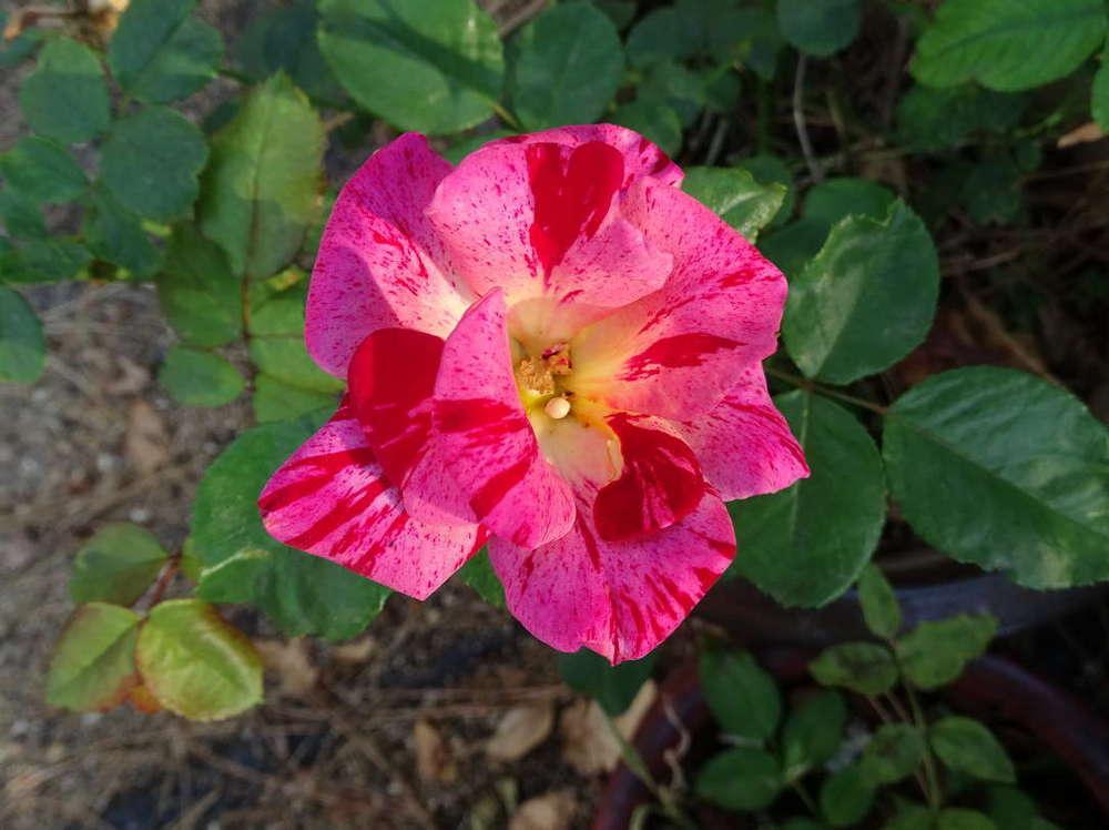 Rose (Rosa 'The Streak') in the Roses Database - Garden.org