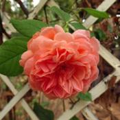 Photo of the bloom of Rose (Rosa 'Summer Song') posted by cliftoncat ...