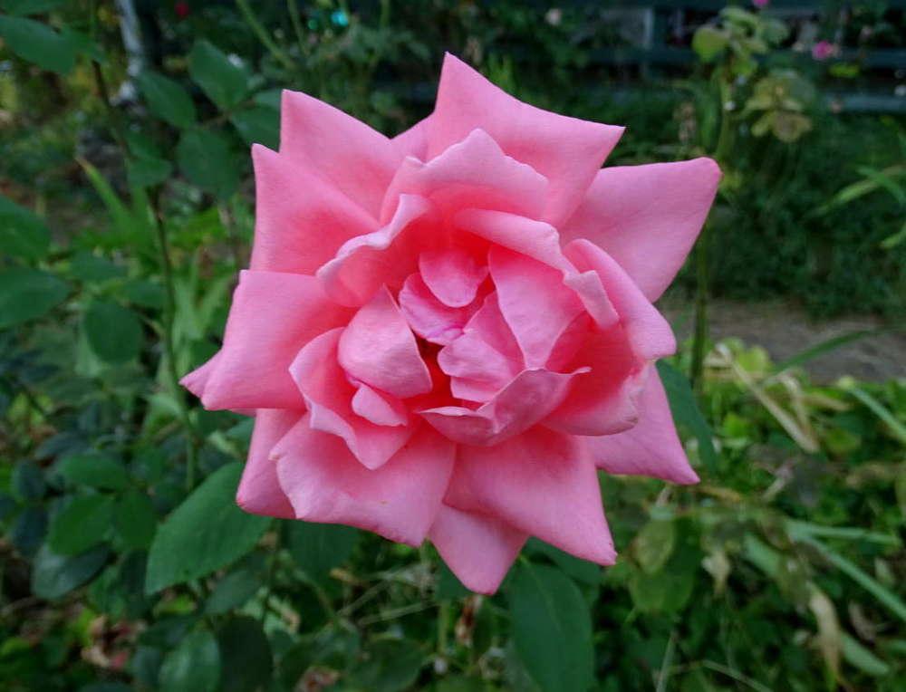 Rose (Rosa 'Nantucket') in the Roses Database - Garden.org