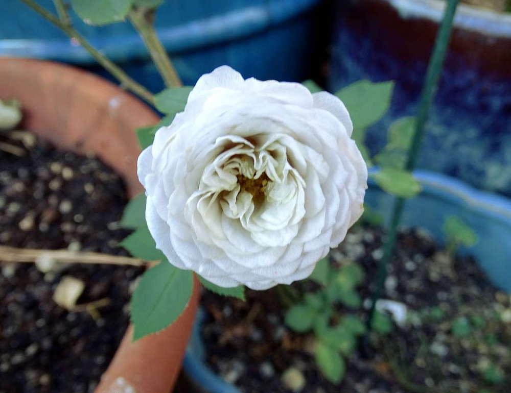 Rose (Rosa 'Little Grey Pearl') in the Roses Database - Garden.org
