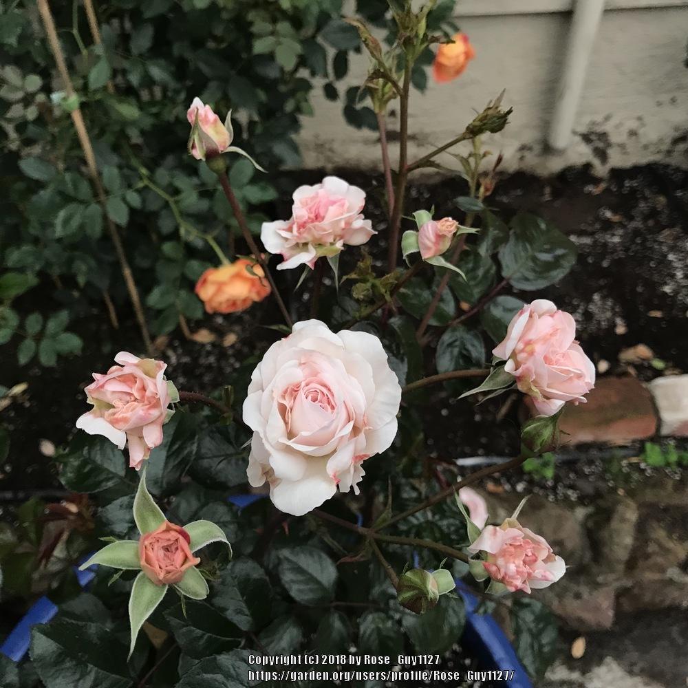 Rose (Rosa 'Lexy') in the Roses Database - Garden.org