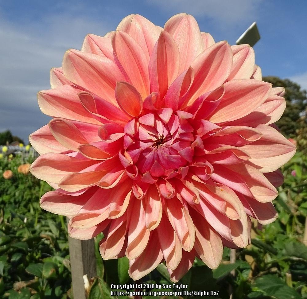 Dahlia 'Scaur Swinton' in the Dahlias Database - Garden.org