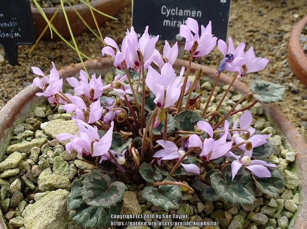 Photo of the entire plant of Cyclamen cilicium subsp. mirabile posted ...