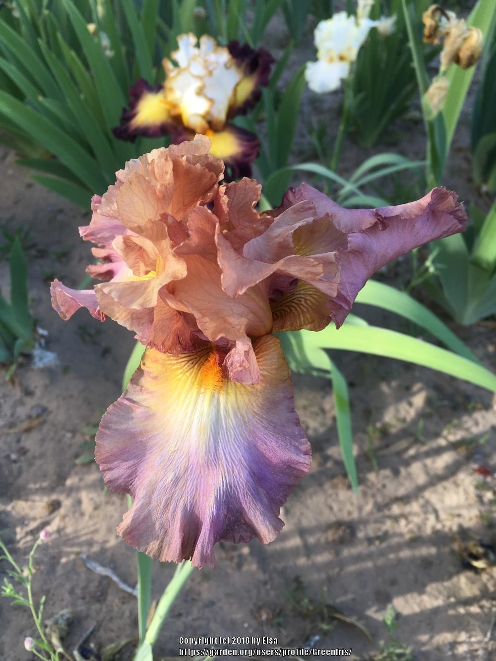 Tall Bearded Iris (Iris 'Ponderosa') in the Irises Database - Garden.org