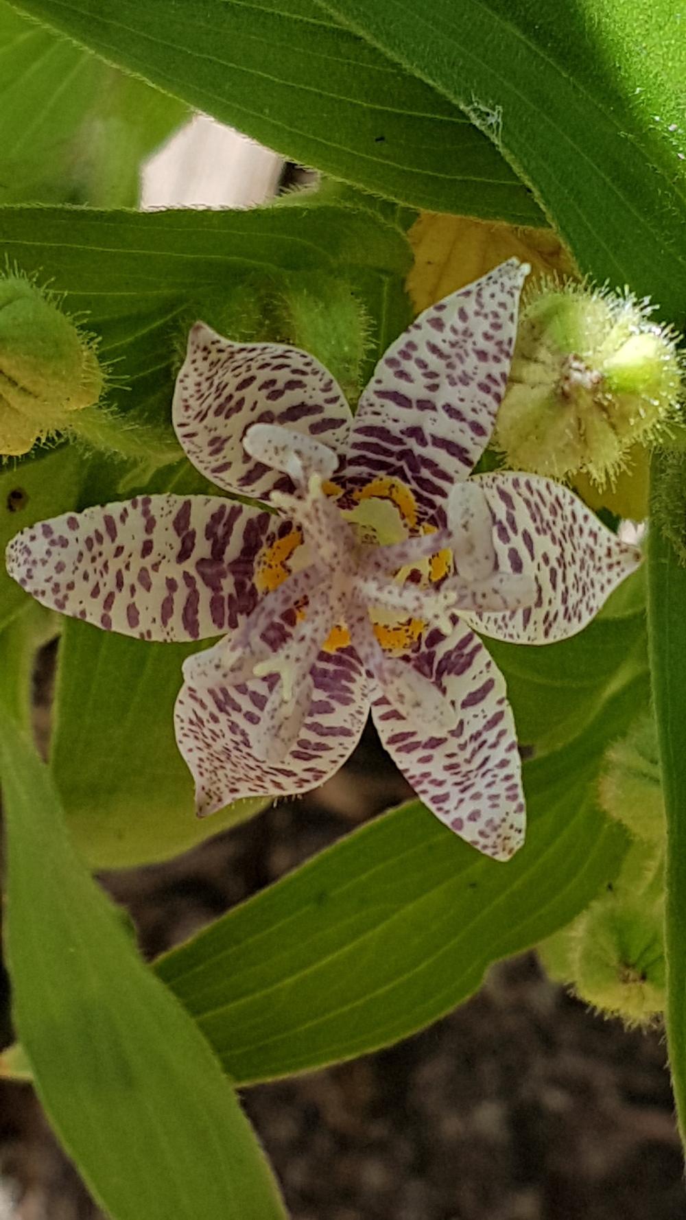 Toad Lilies: Plant Care and Collection of Varieties - Garden.org