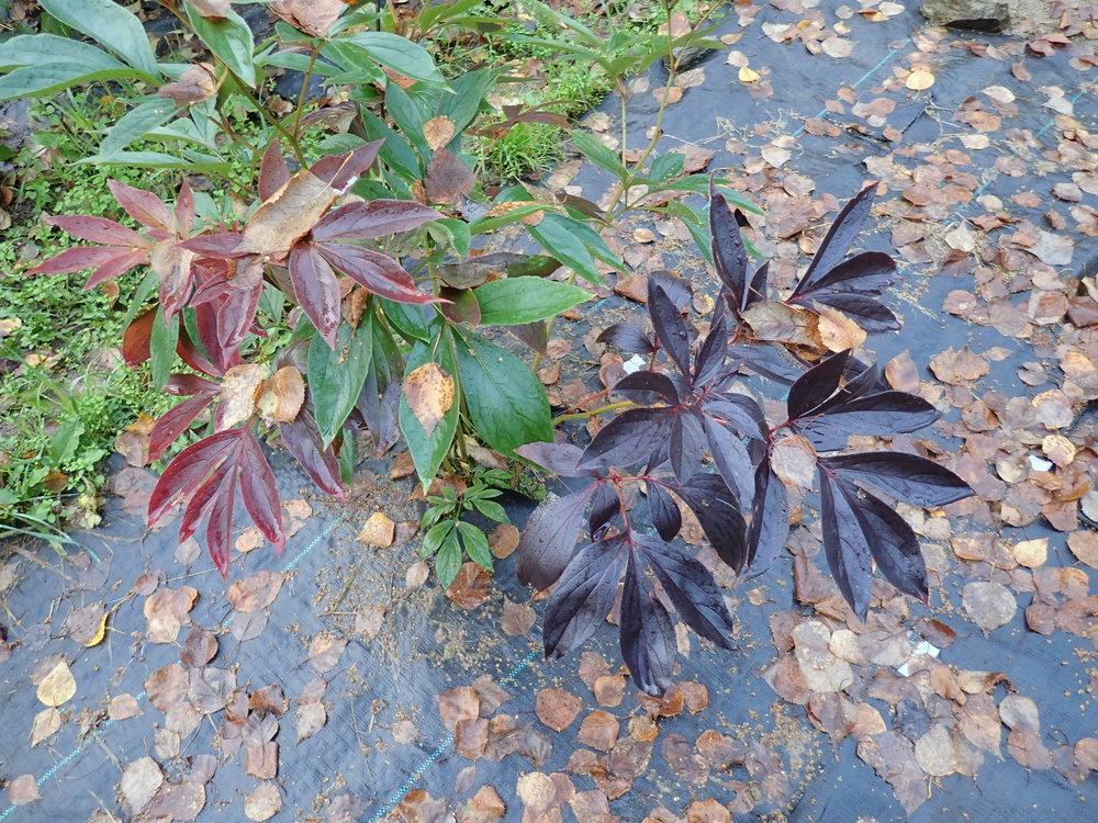 Peonies with fall color in the Peonies forum - Garden.org