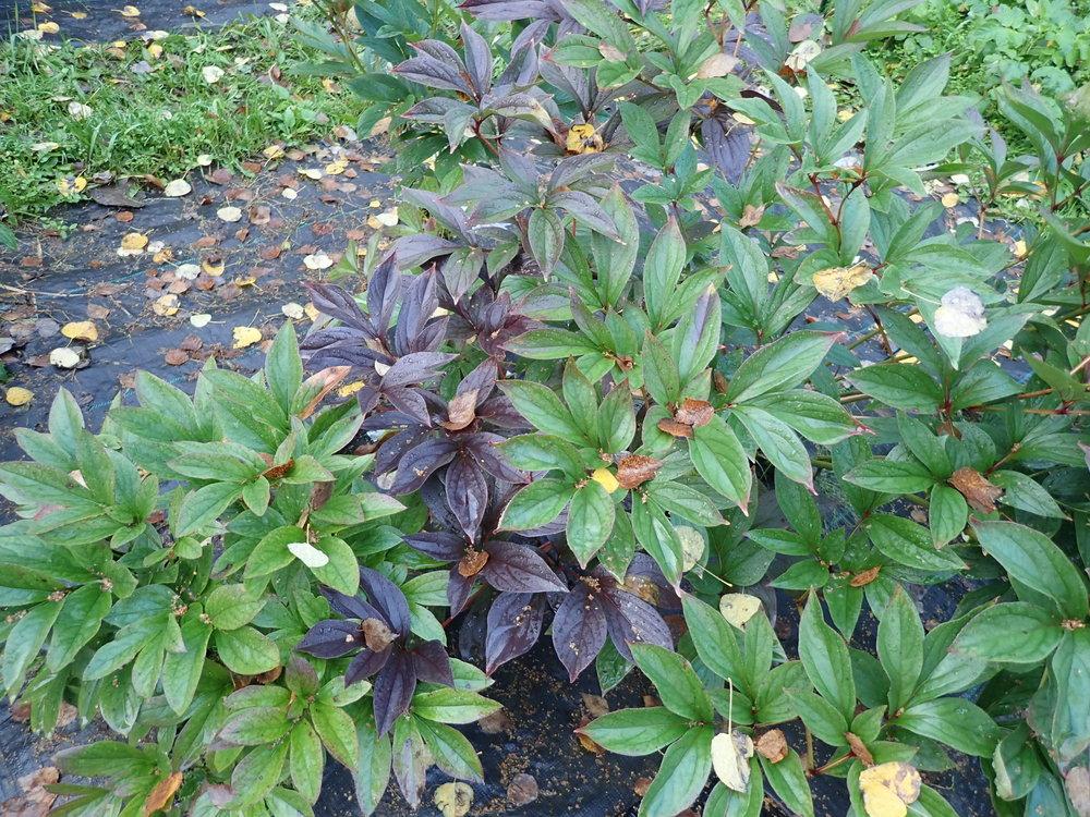 Peonies with fall color in the Peonies forum - Garden.org