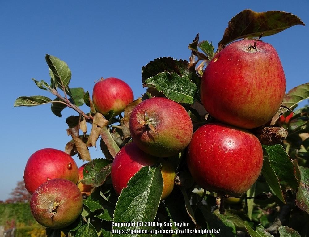Apple (Malus domestica 'Falstaff') in the Apples Database - Garden.org